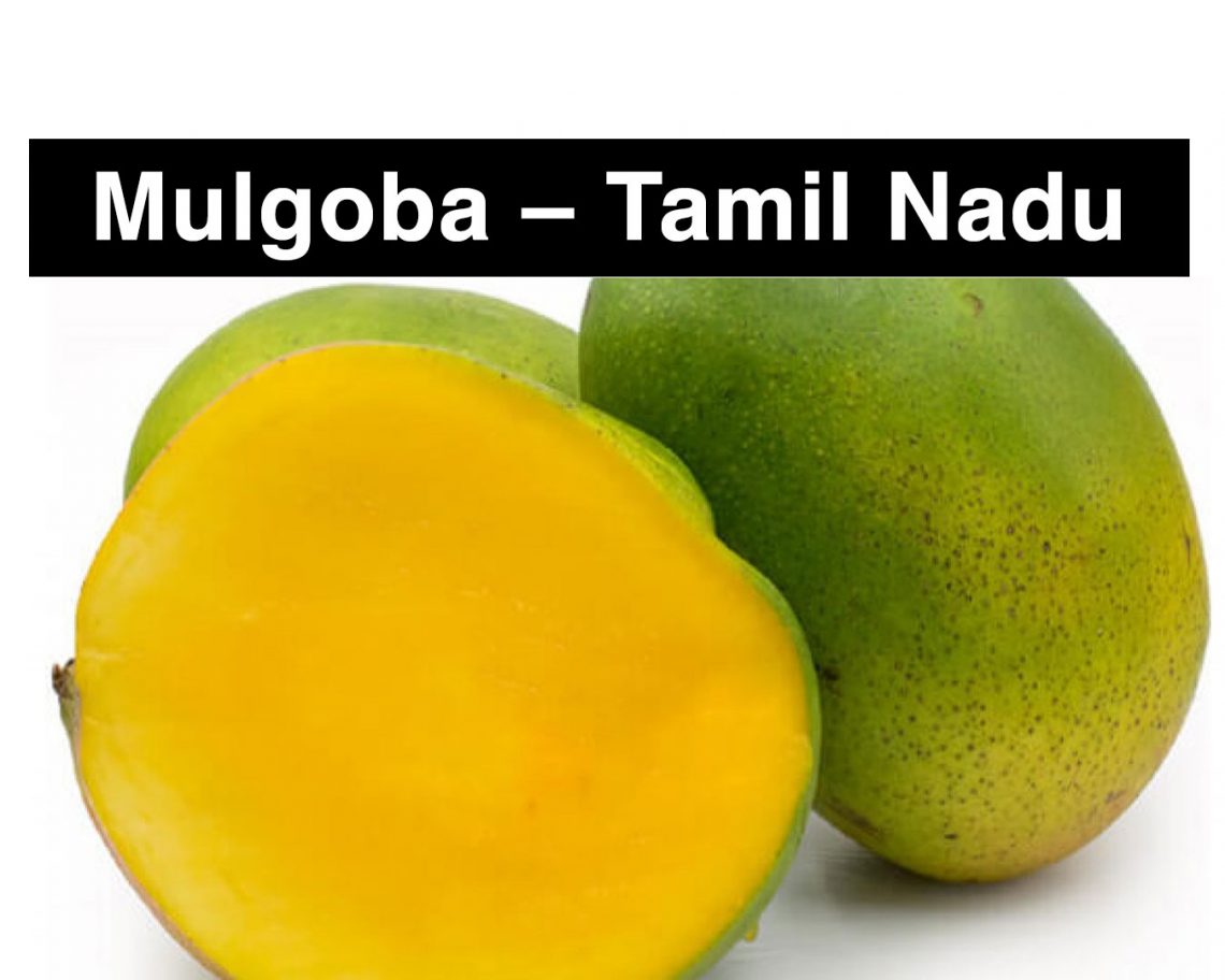 The Top 10 Varieties of Mangoes Available in India | ChandigarhFirst.com