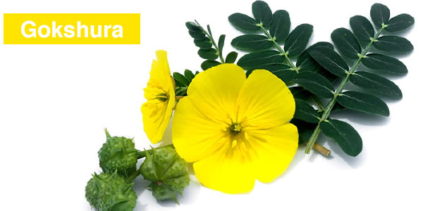 Gokshura Benefits and Innovative ways to use it | ChandigarhFirst.com